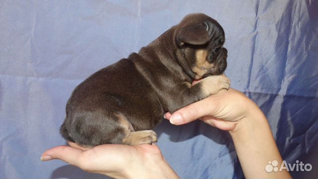 Французский бульдог