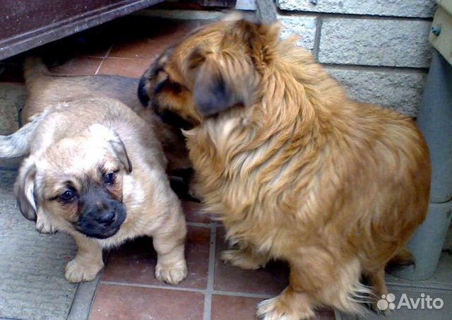 Щенки в добрые руки