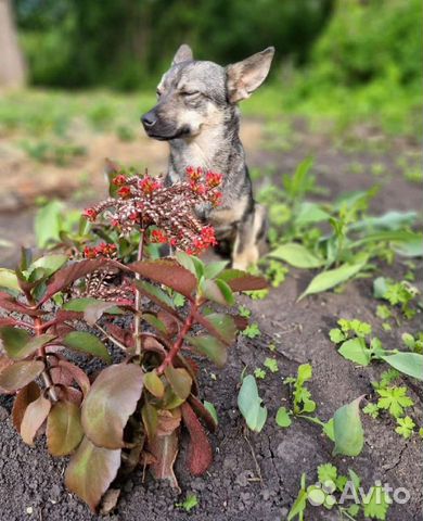 Собака в добрые руки