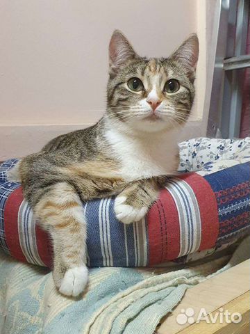 Юная красавица