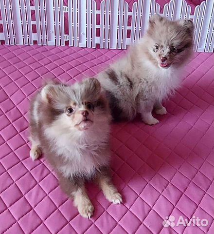 Девочки Померанского шпица редкого окраса мерле