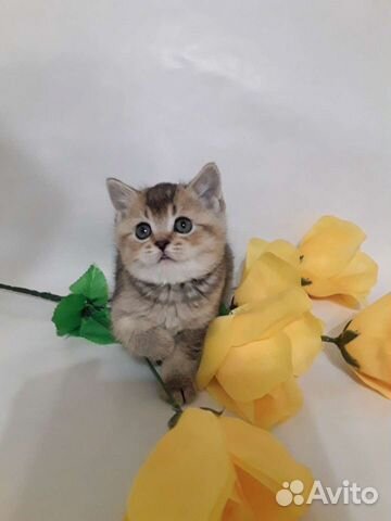 Мимими мишки