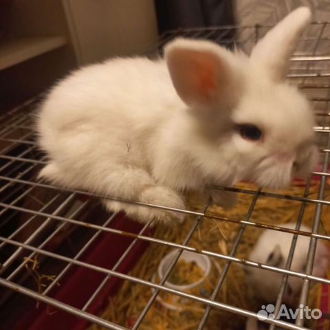 Декоративные кролики