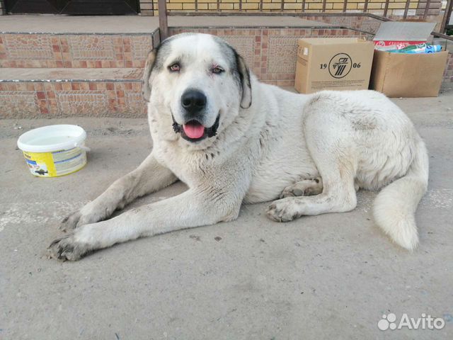 Среднеазиатская овчарка алабай бесплатно