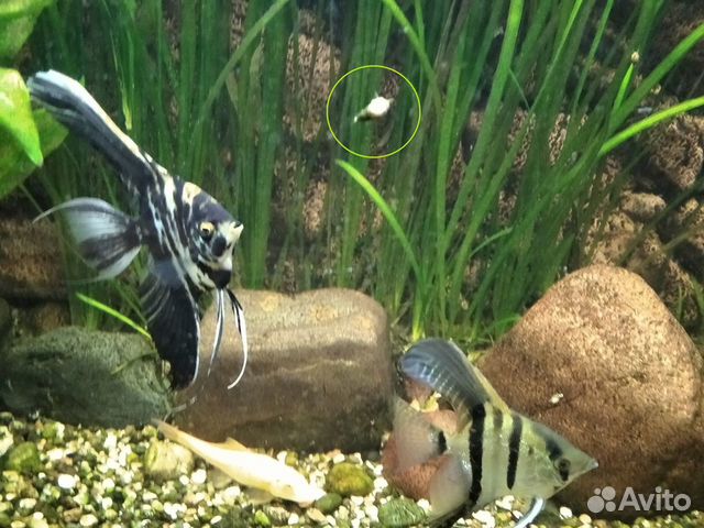 Улитки мелании в аквариум бесплатно