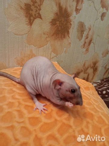 Крысята Сфинкс (лысики )