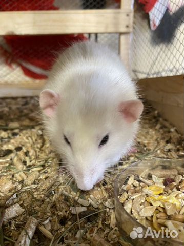 Крыса дамбо