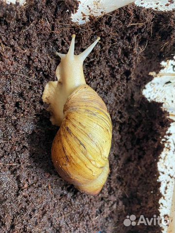 Улитка Ахатин