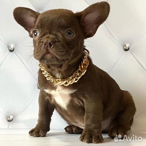 Тестируемый шоколад кобель 1,5 месяца