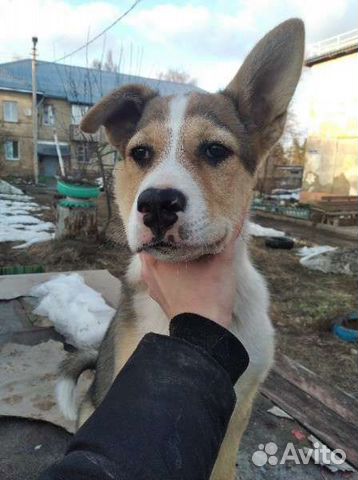 Щенок в добрые руки