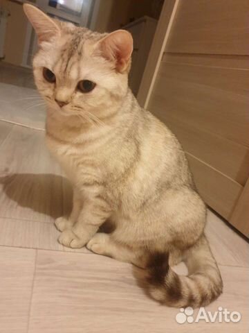 Британская