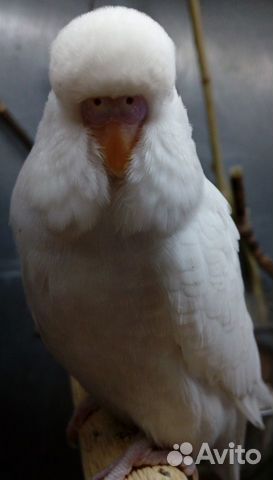 Белый попугайчик, птенчик