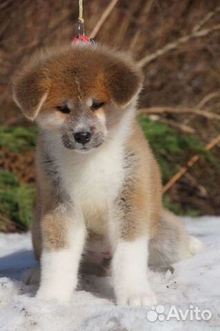 Акита красавчик япончик