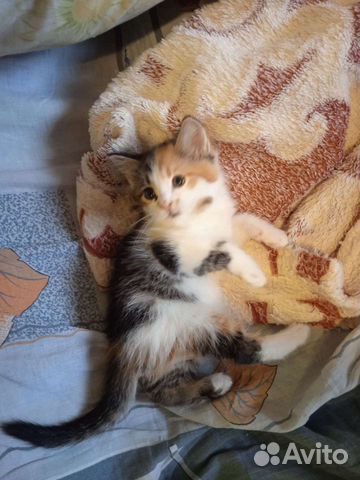 Кошечка