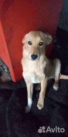 Помогите пристроить щенка Хозяйка умерла