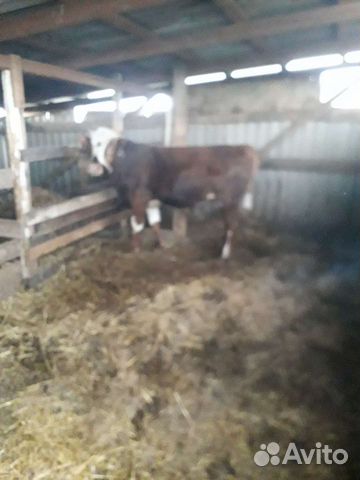 Продаю бычка