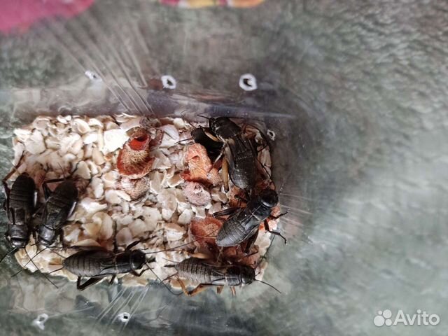 Сверчки кормовые