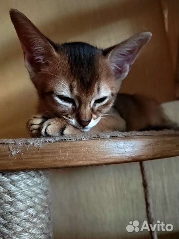 Абиссинские котята