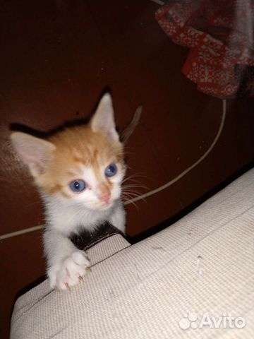 Кошки в добрые руки, 10)