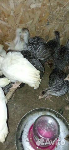 Индюшата подрощенные