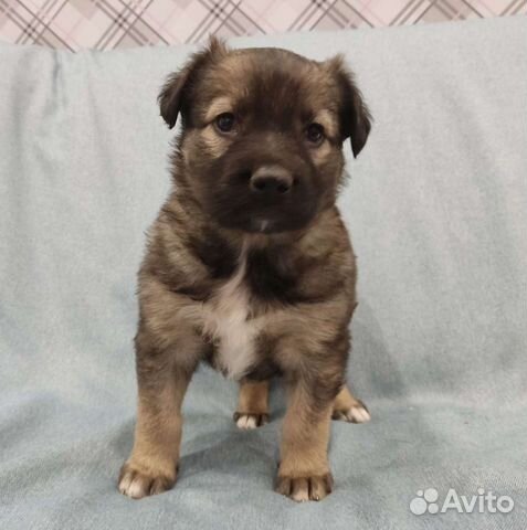 Бетти в дар