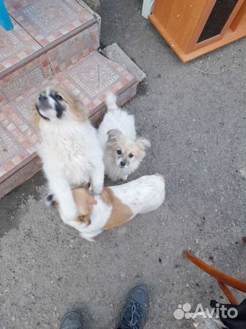 Собаки