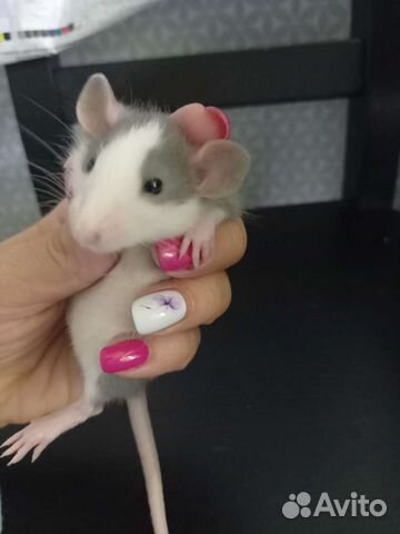 Крыса Дамбо, Микки-Маус