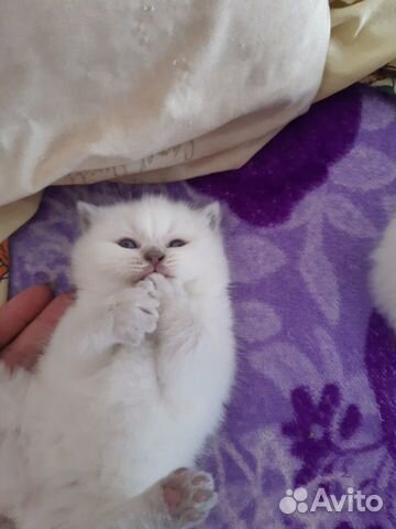 Шатланские вислоухие котята