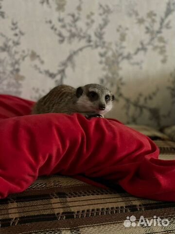 Вязка сурикат