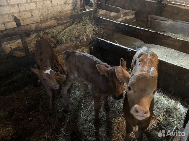 Телята телки