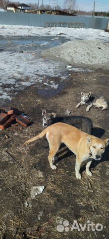 Щенки подросшие в добрые руки