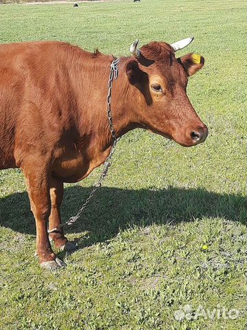 Корова хорошая высокоудойная спокойная ручная