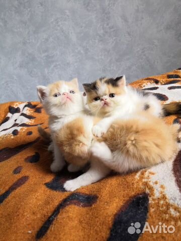 Экзотическая