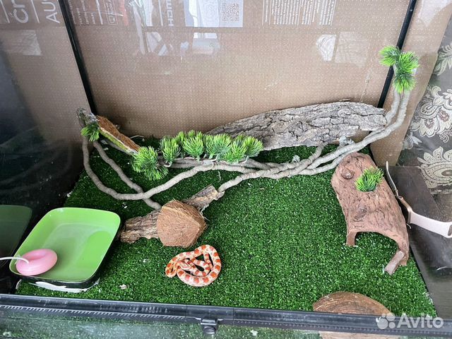 Маисовый полоз с большим террариумом