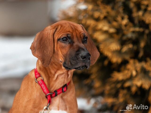 Девочка Родезийского Риджбека- 4 месяца