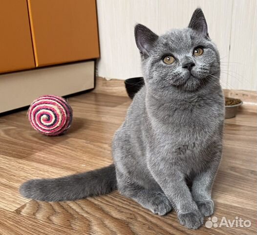 Британские котята шоу класса