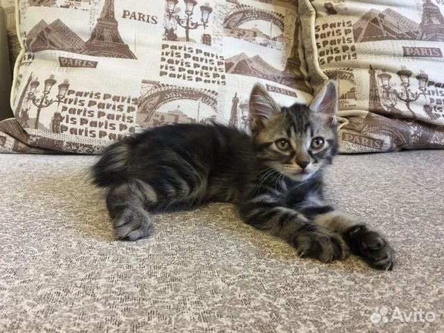 Котенок курильского бобтейла (мальчик)