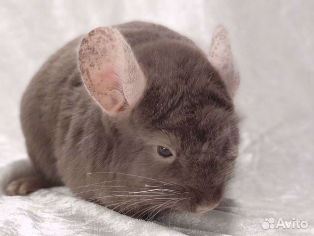 Шиншилла самка