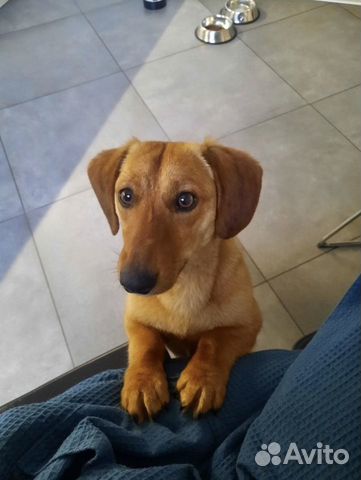 Милый песик в добрые руки