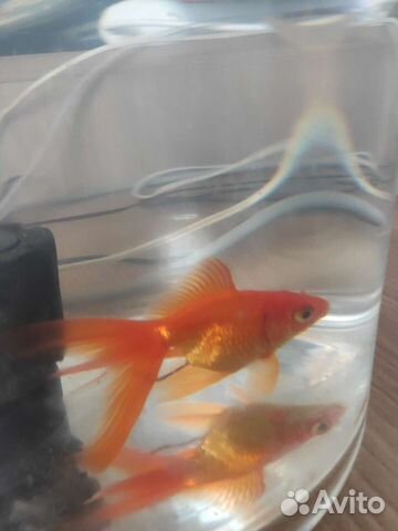 Рыбка золотая