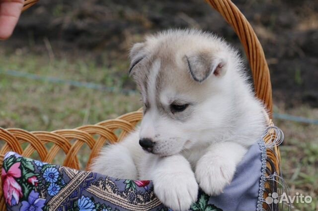 Сибирский хаски мальчик щенок