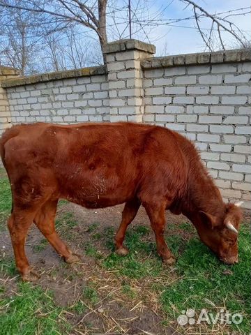 Корова высокоудойная