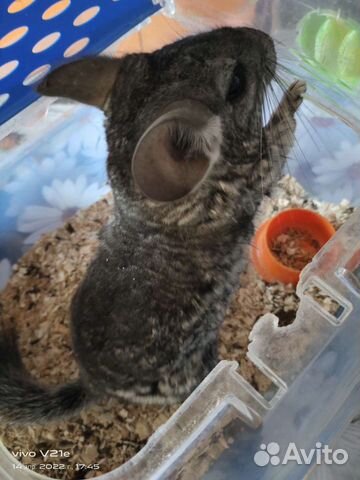 Шиншилла девочка