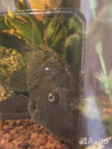 Продам аквариум