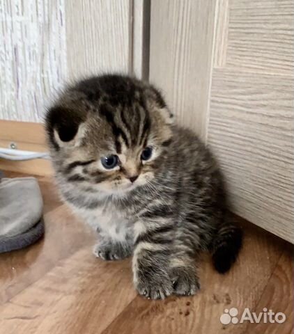 Шотландская