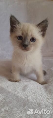 Котопес