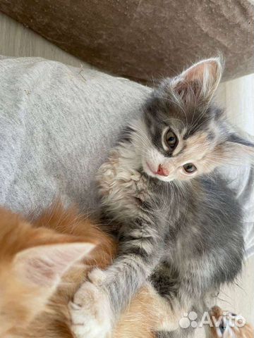 Котята
