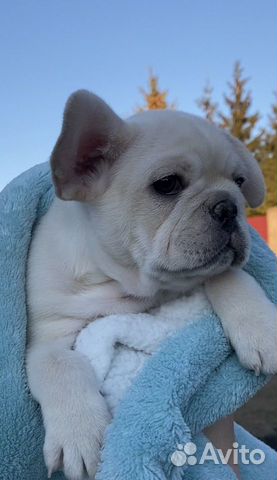 Кремовый брутал