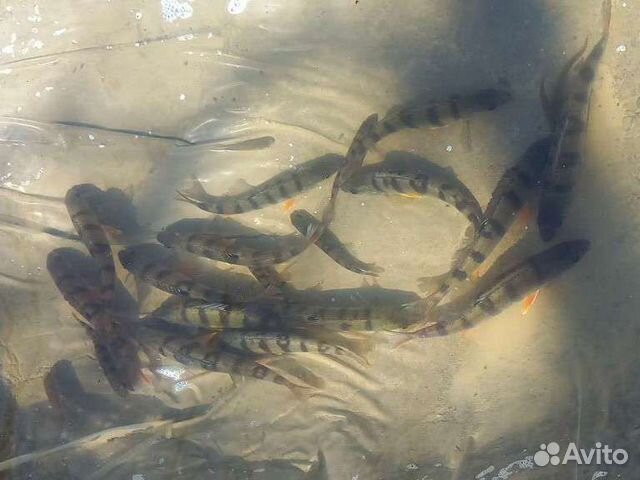 Окунь живой