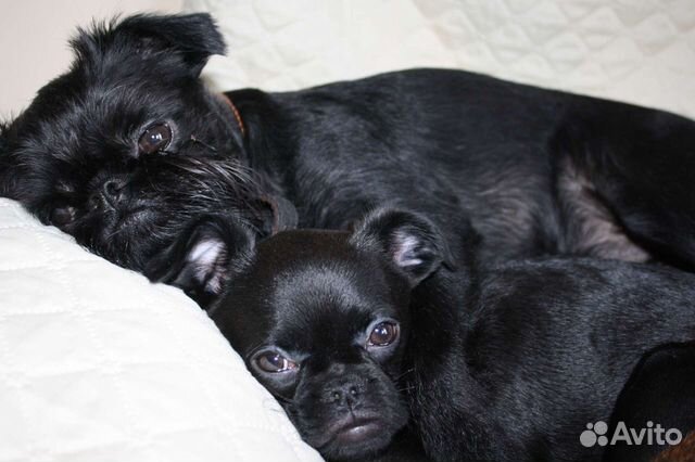 Пти брабансон